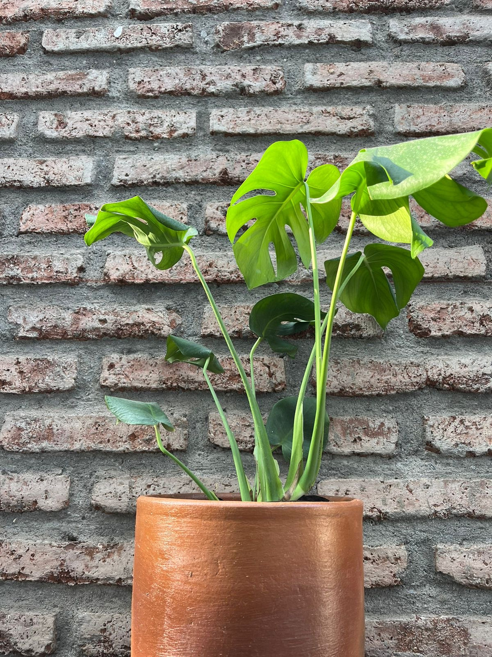Monstera deliciosa - TerrazaChic