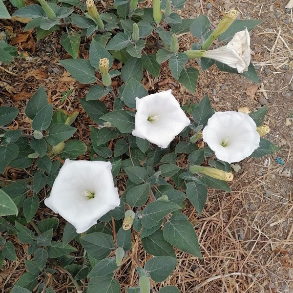 Chamico Europeo - Semilla Austral