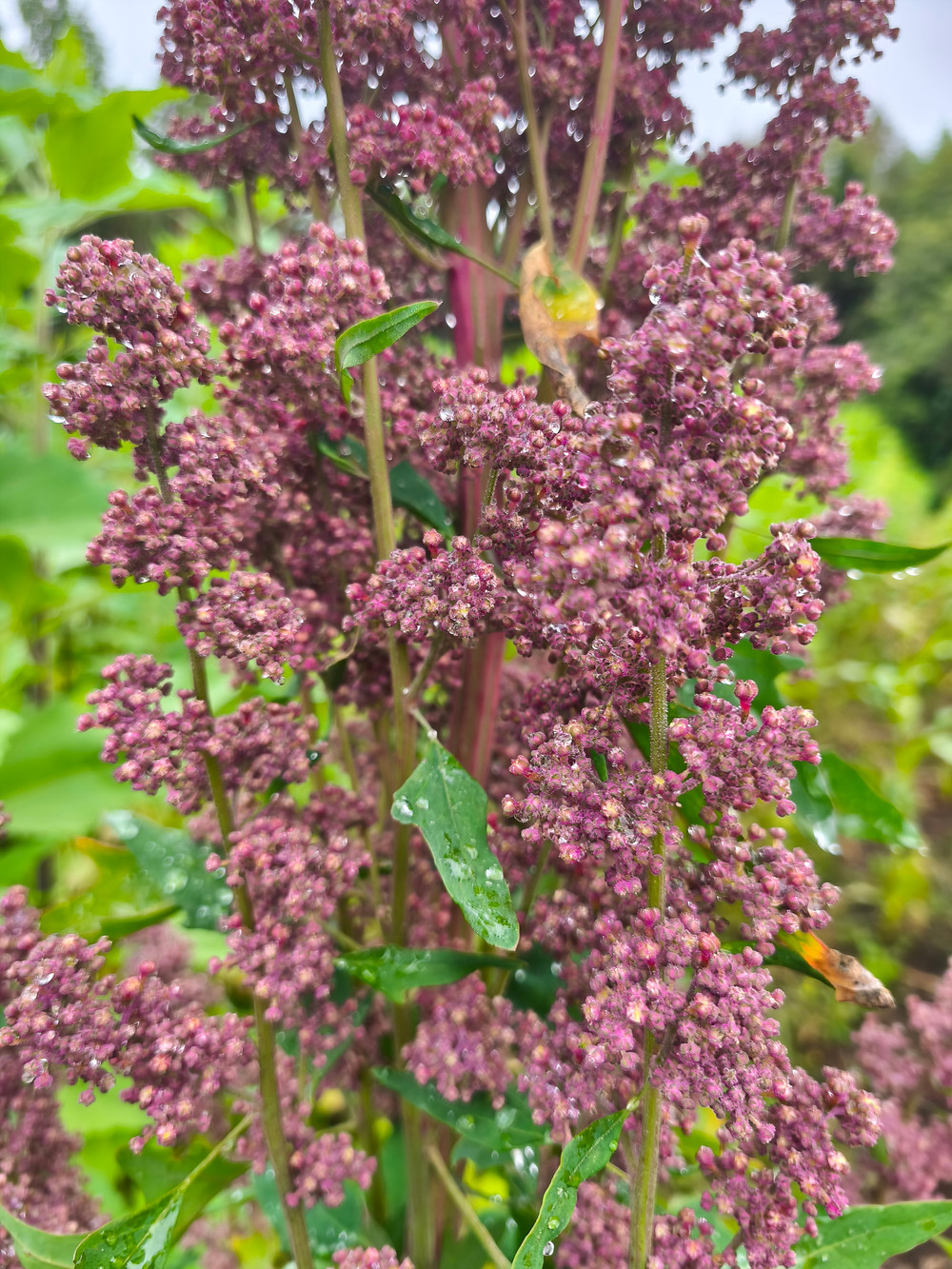 Quinoa Roja Chilota - Semilla Austral