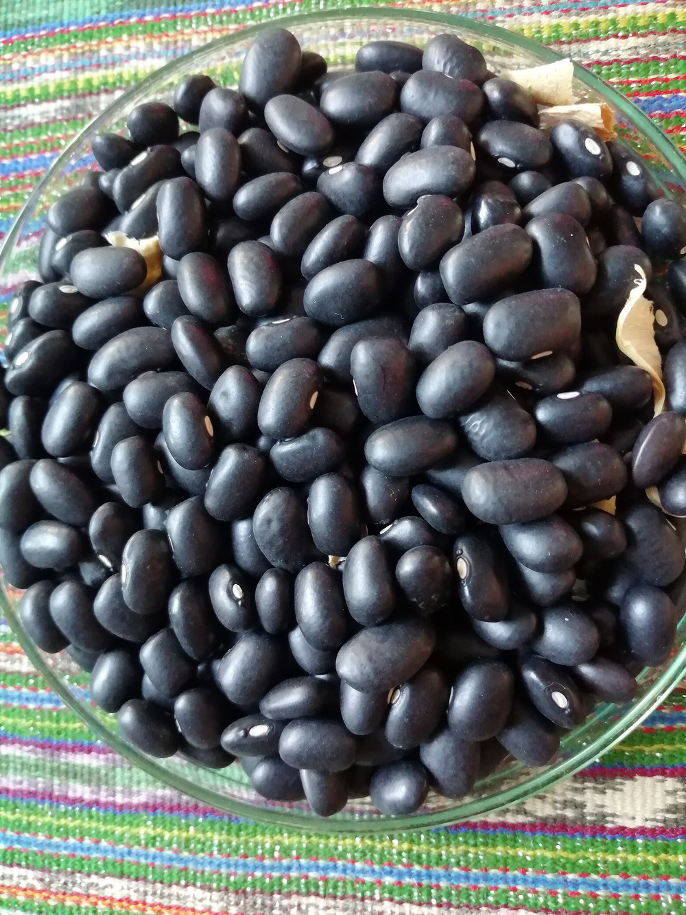 Poroto Negro - Semilla Austral