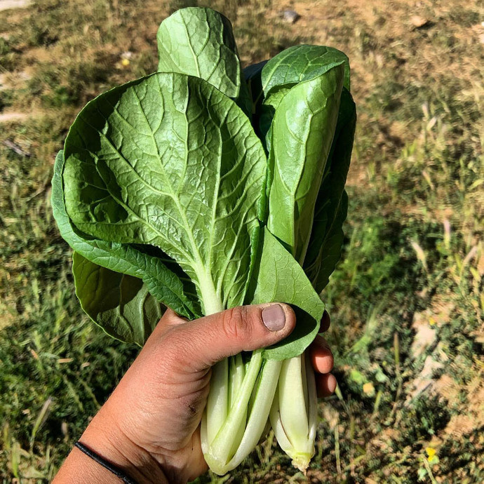 Pak Choy - Semilla Austral